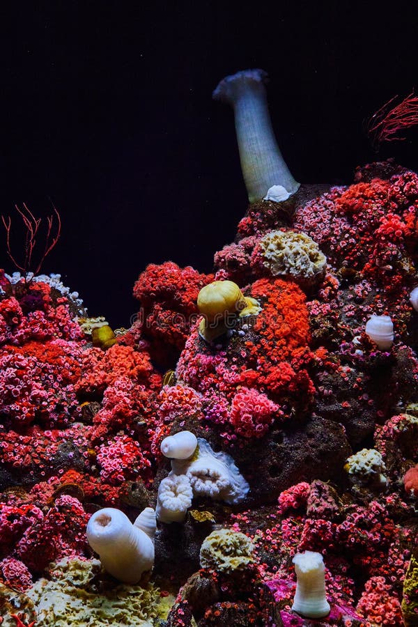 Red and Pink Coral Polyps in Dark Saltwater Tank Stock Image - Image of ...