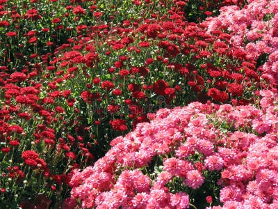 Red and pink fall mums stock photo. Image of flowers, pink - 428498