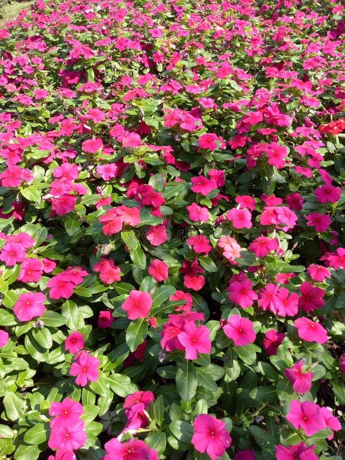 Red Pink Flower in Sunlight at Bangkok Editorial Stock Photo - Image of ...