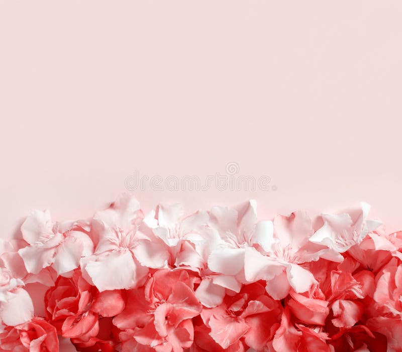Red and Pink Flowers Border Over a Pink Background Stock Image - Image ...
