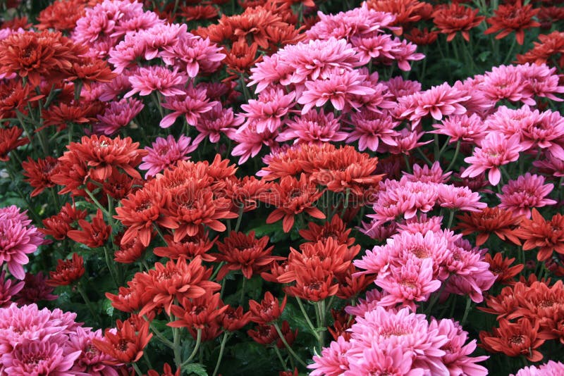 Red and Pink Flowers stock image. Image of growth, floral - 69547909