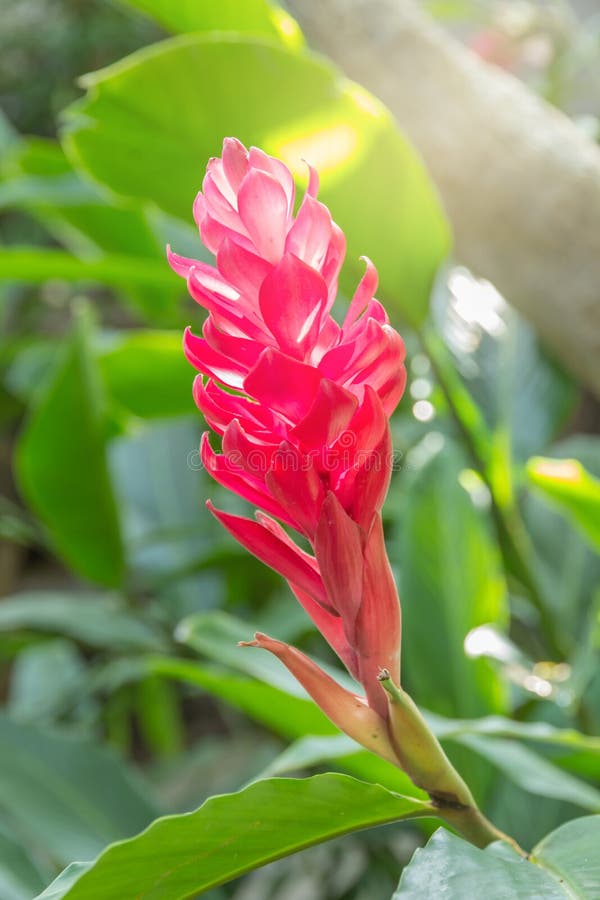 Red ginger flowers stock photo. Image of pink, green - 35342904