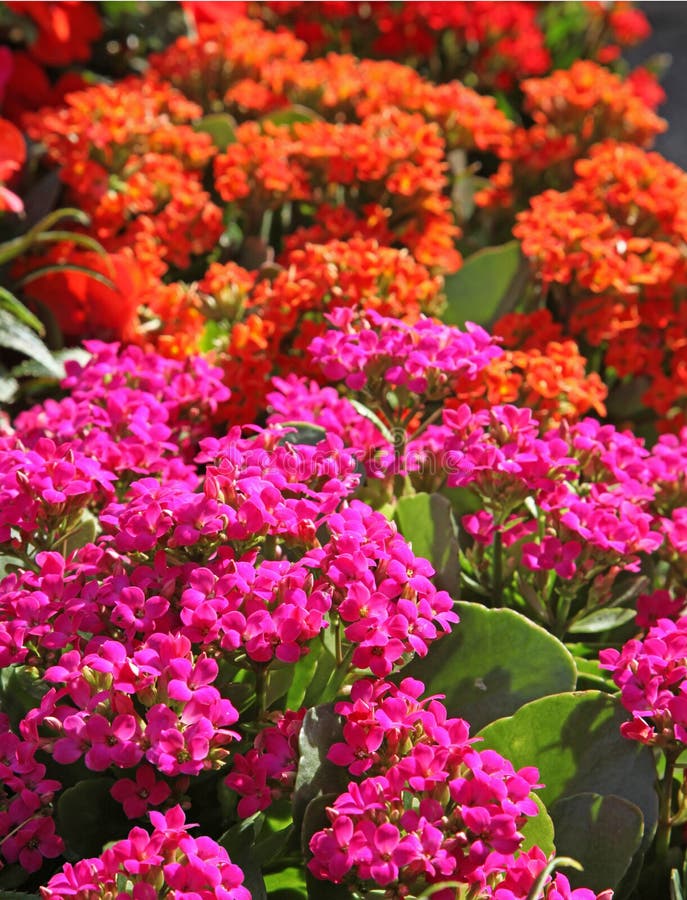 Red and Pink Kalanchoe Flowers Stock Photo - Image of plant, pink ...