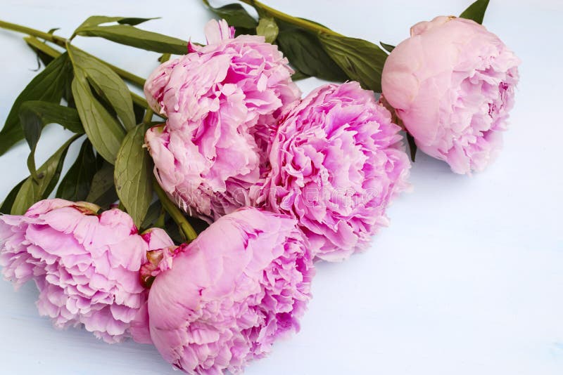 Red, Pink Peonies in on Light Blue Table. Copy Space Stock Image ...