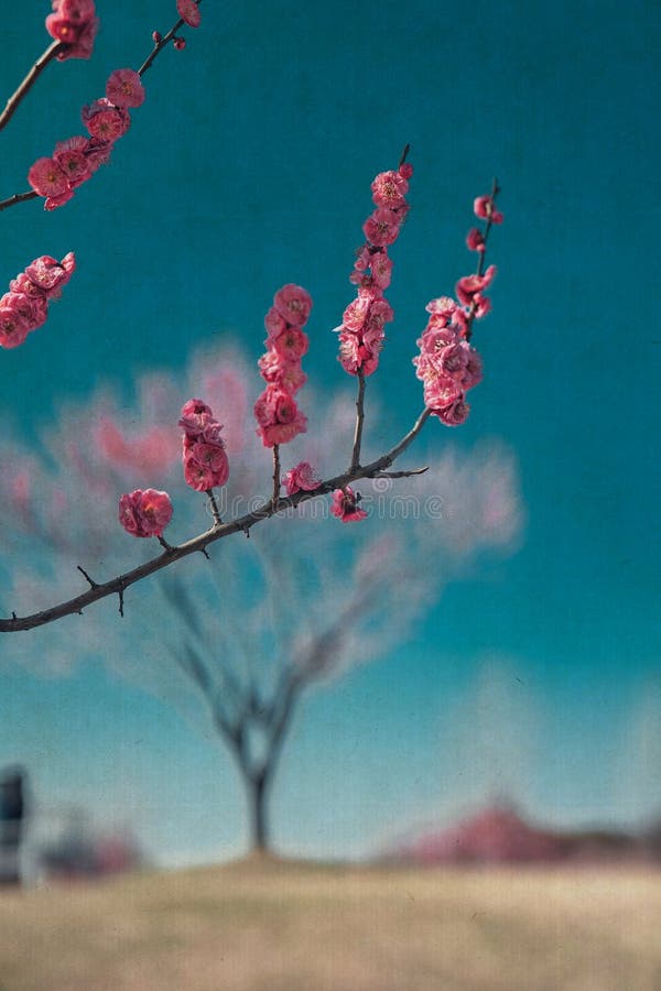 Red and Pink Plum Blossom in the Cold Winter Stock Photo - Image of ...