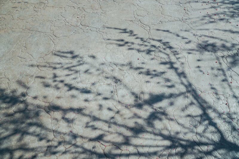 Red and Pink Plum Blossom in the Cold Winter Stock Photo - Image of ...