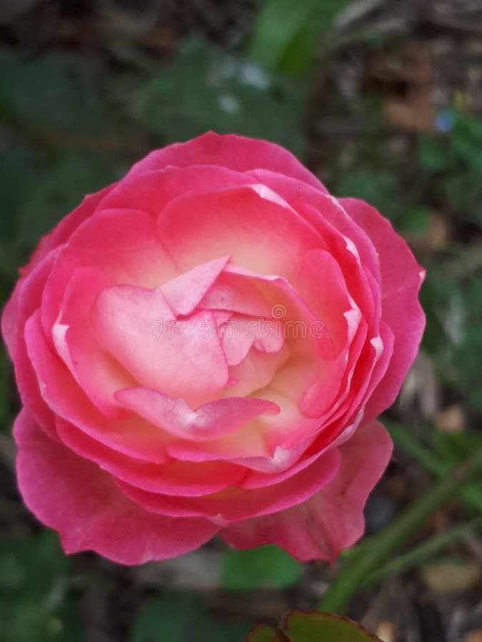 Delicate Rose stock photo. Image of bloom, flower, pink - 139876402