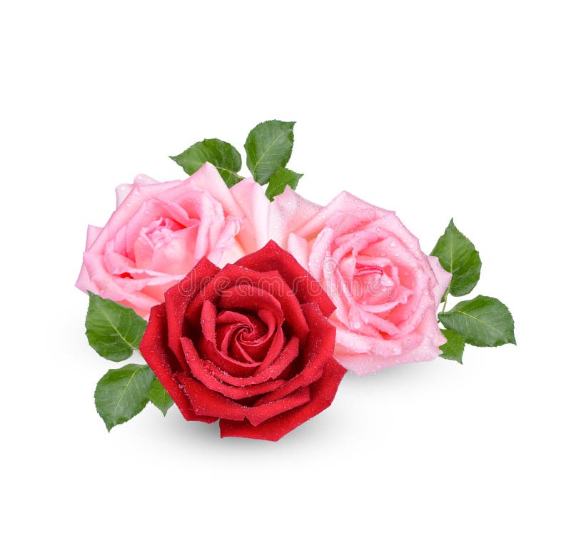 Red and Pink Rose with Drops Isolated on White Background Stock Photo ...