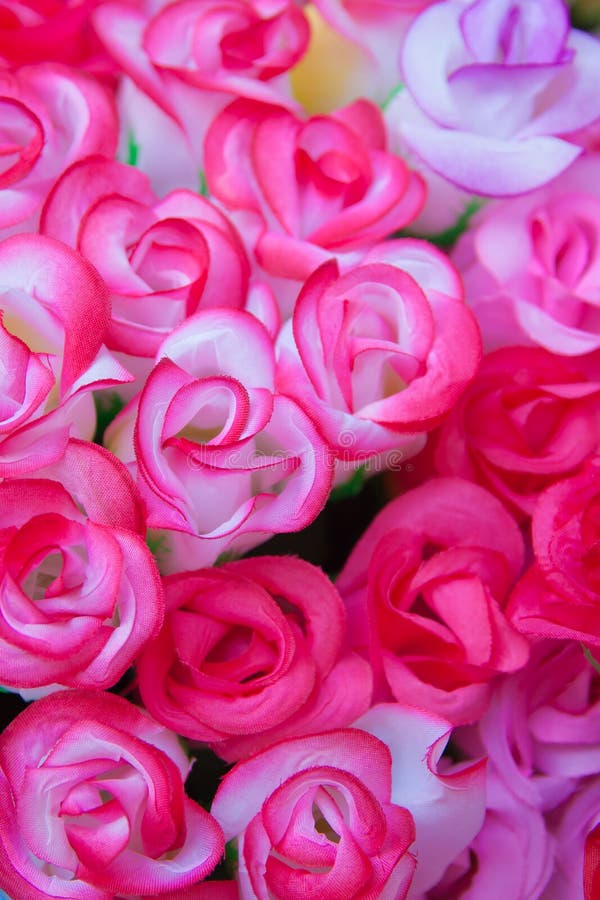 Red and Pink Rose Flower Background Stock Photo - Image of february ...