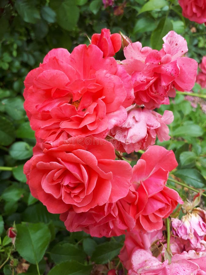 Red and Pink stock photo. Image of pink, flowers, rose - 95534762