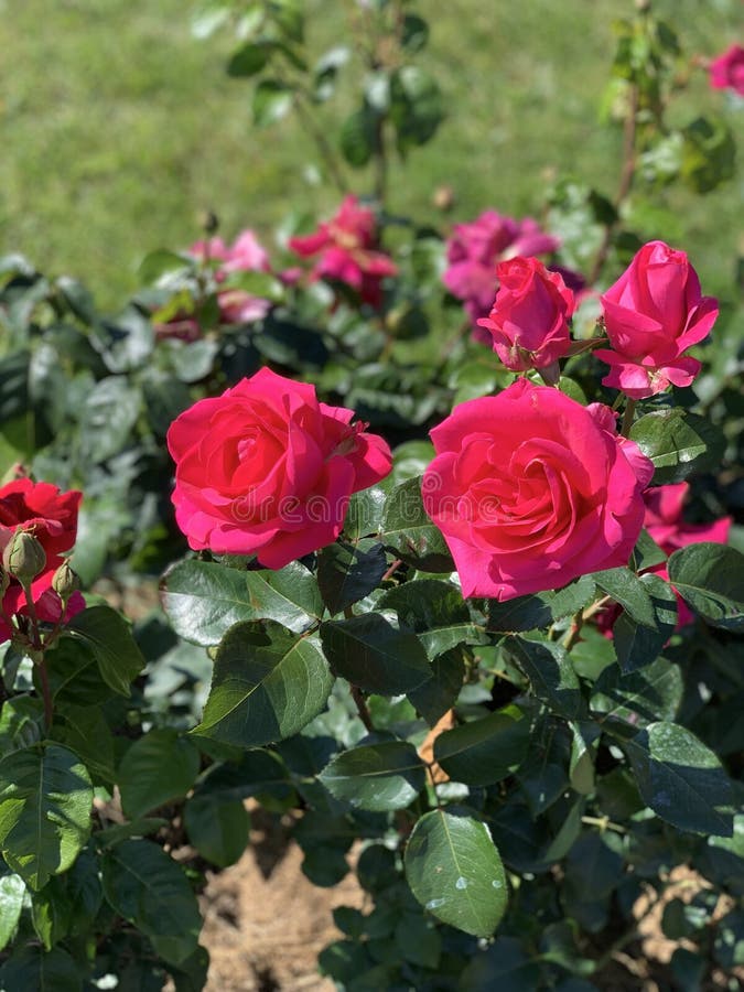 Red Pink Rose Flowers. Background Stock Photo - Image of gardening ...