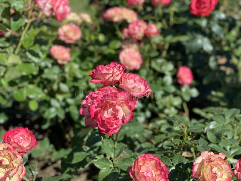 Red Pink Rose Flowers. Background Stock Photo - Image of botany ...