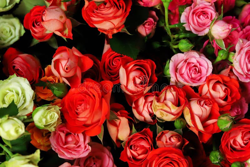 Red and Pink Rose Flowers in Bouquet Closeup Stock Image - Image of ...