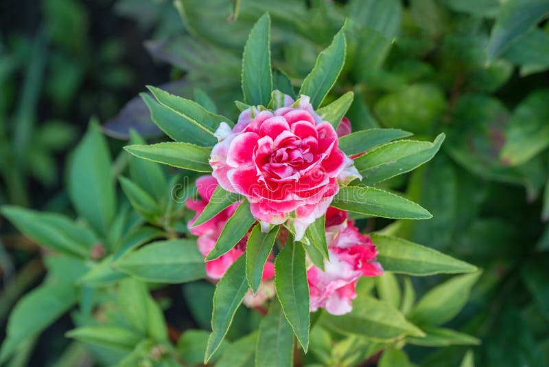 Red and Pink Rose in the Garden Stock Image - Image of fresh, beauty ...