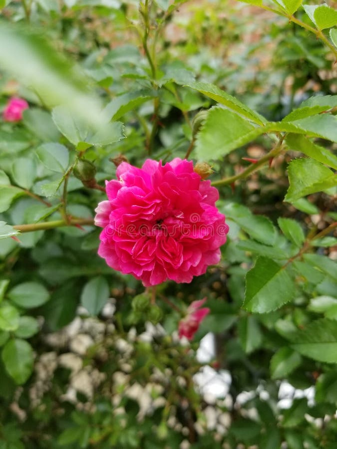 Red Pink Rose stock photo. Image of rose, vine, growing - 174856124