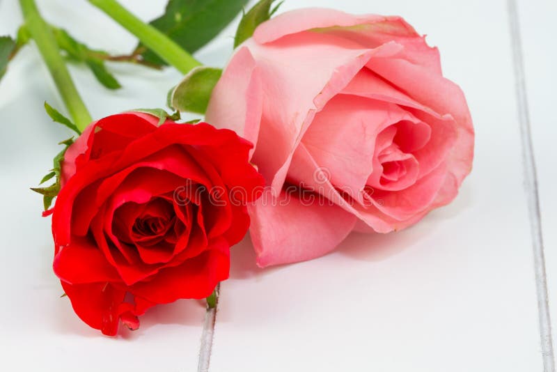 Red and pink rose stock photo. Image of decoration, fresh - 35329506