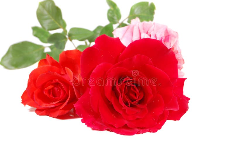 Red and pink roses stock image. Image of isolated, macro - 5110689