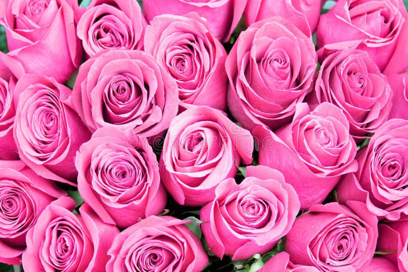 Big Bunch of Multiple Pink Roses of a Bride Stock Image - Image of ...