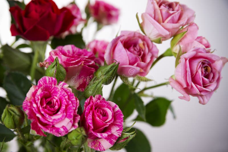 Red and pink roses stock image. Image of bouquet, march - 57512949