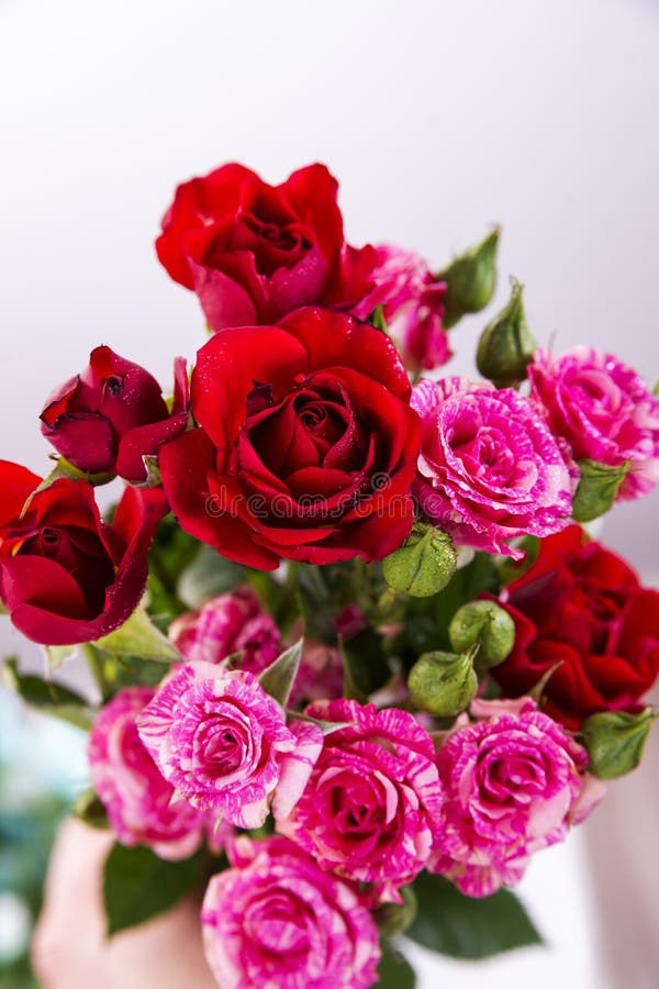 Red and pink roses stock photo. Image of love, celebrations - 57512952