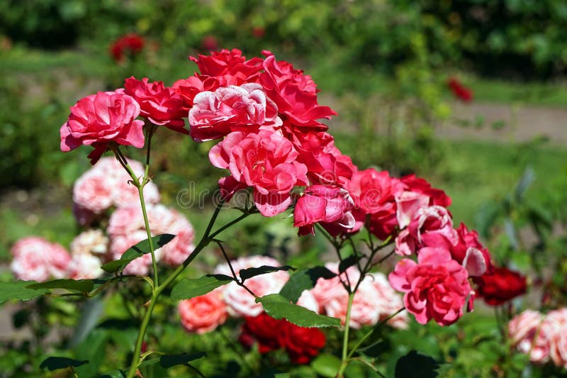 Red and pink roses flowers stock image. Image of beauty - 192347387