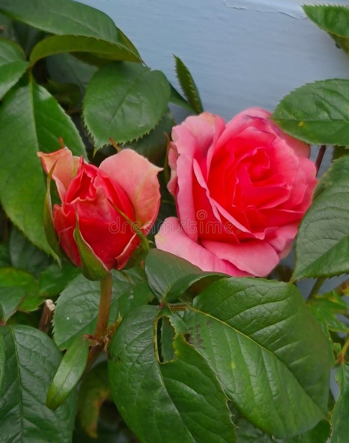 Red and pink roses stock image. Image of garden, blossom - 189669101