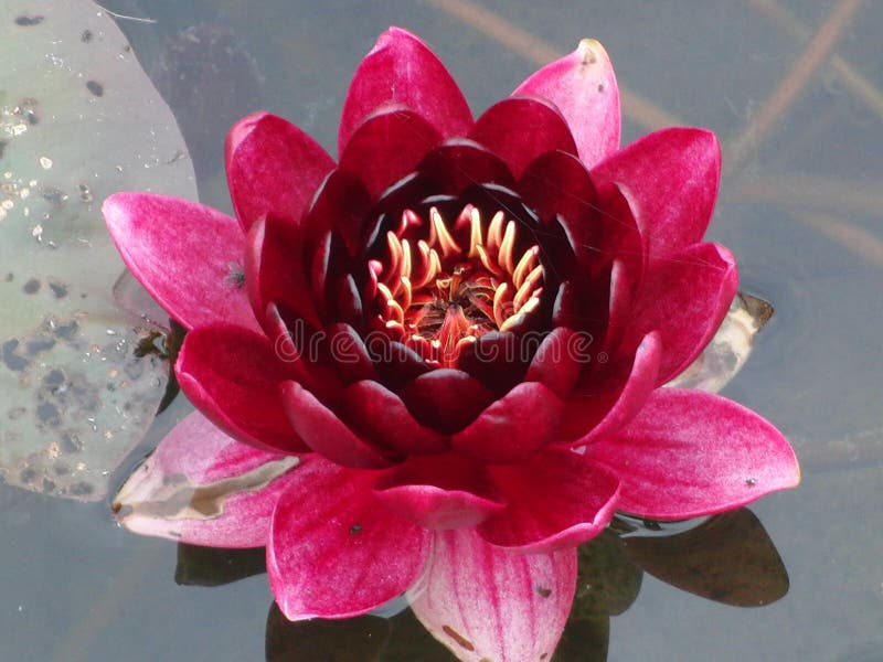 Open Water Lilly stock photo. Image of lilly, pink, flower - 151323600