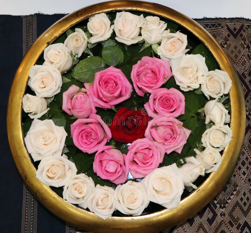 Red Pink and White Color of Rose on the Water in the Golden Mini Round ... Red Pink and White Color of Rose on the Water in the Golden Mini Round ...