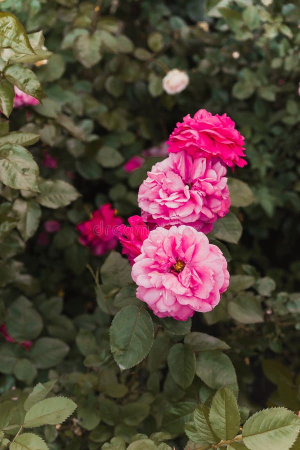 Pink Wild Rose in the Garden. Pink Roses Background. Retro Filter ...