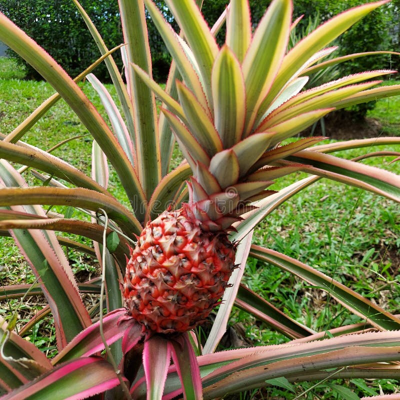 Red Pinnaple Fruit in the Garden with Two Tone of Leave Stock Photo ...
