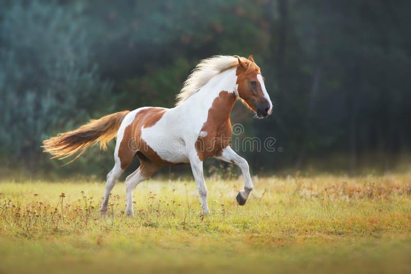 Beautiful pinto horse stock photo. Image of outside - 141700138