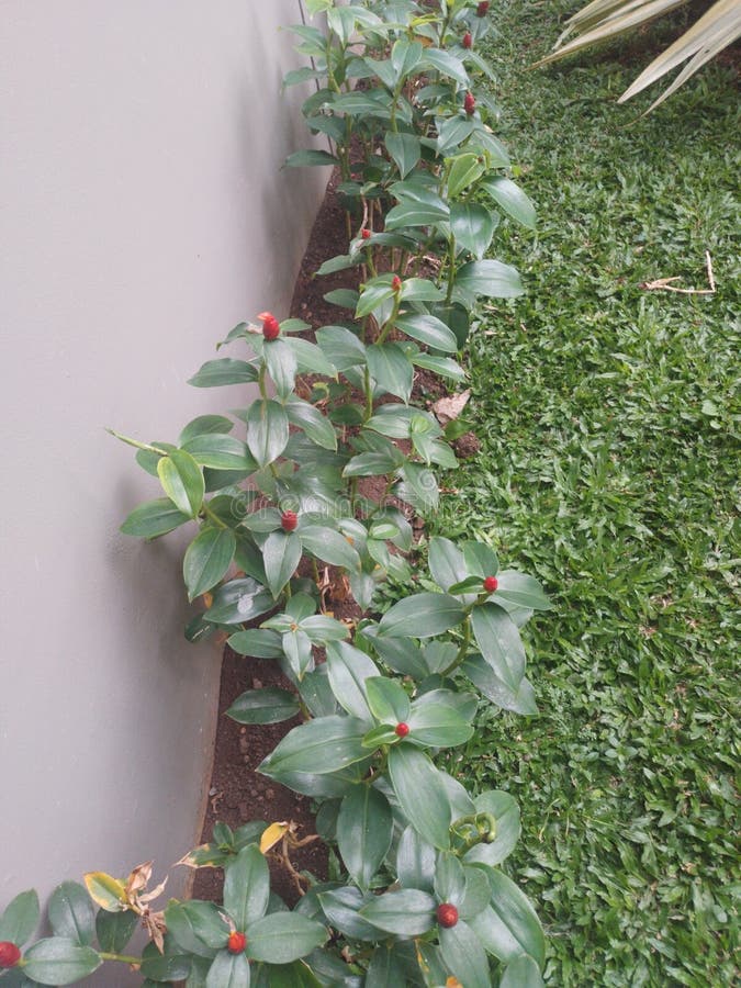 Irfan Koswara (Vansdewu) - Photographer profile