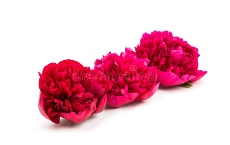 Piones Bouquet Stock Photos - Free & Royalty-Free Stock Photos from ...