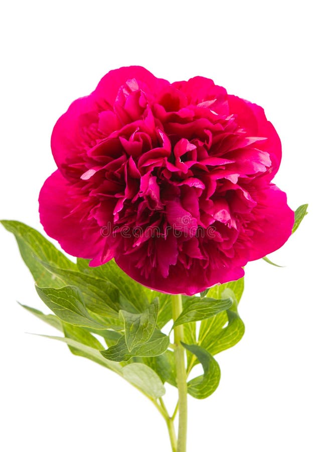 Piones Bouquet Stock Photos - Free & Royalty-Free Stock Photos from ...