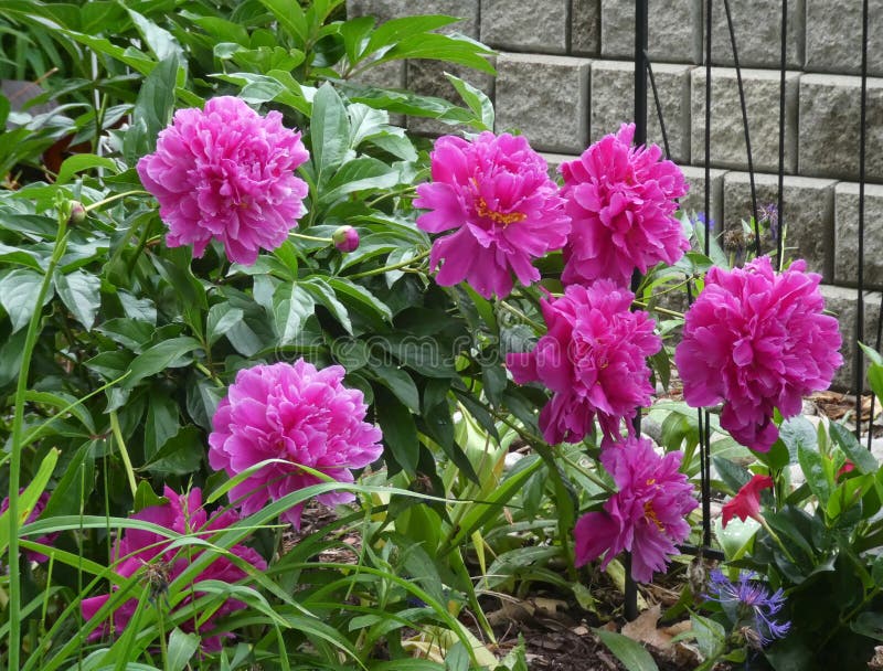 Red Pions stock photo. Image of color, pion, nature - 222451720