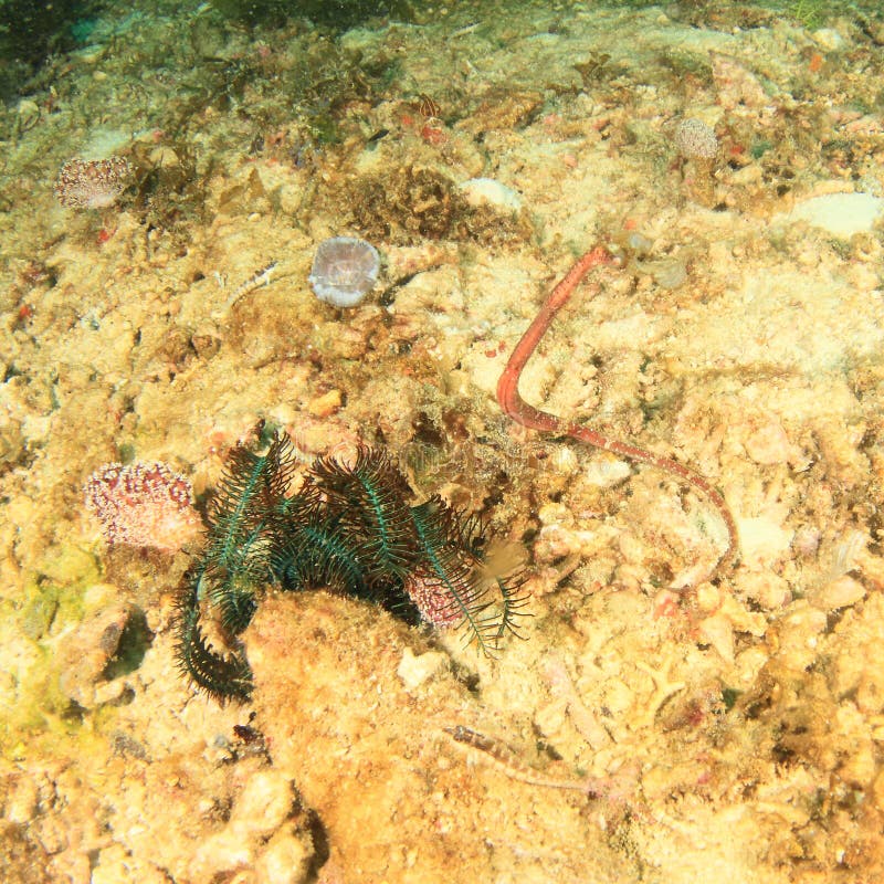 Banded Pipefish Stock Photos - Free & Royalty-Free Stock Photos from ...