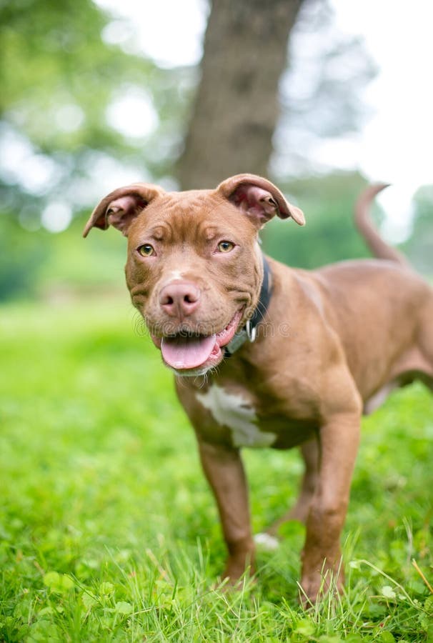 A Red Pit Bull Terrier Puppy Outdoors Stock Image - Image of smiling ...