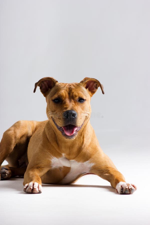 265 Pitbullterrier Stock Photos - Free & Royalty-Free Stock Photos from ...