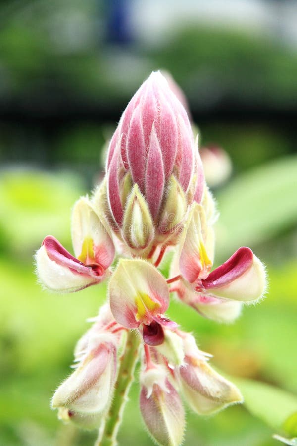 Red Pitchers plant stock image. Image of cannibal, garden - 16220235