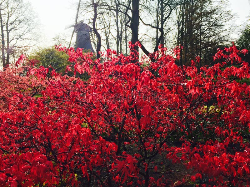Red plan in forest stock photo. Image of buillding, farm - 54393256