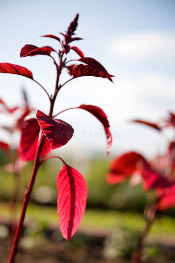 Red plant stock image. Image of summer, backlight, sunny - 2773639