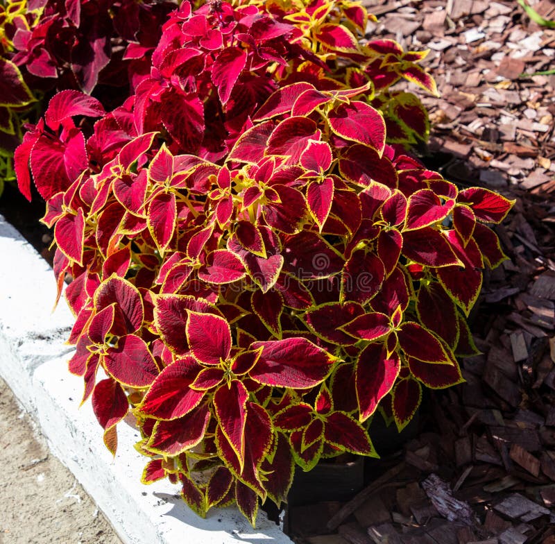 Red Plant Growing in Mulch in Nature Stock Photo - Image of beautiful ...