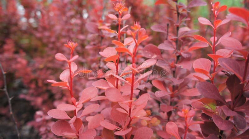Red Plant Small stock image. Image of small, terrenas - 93603423