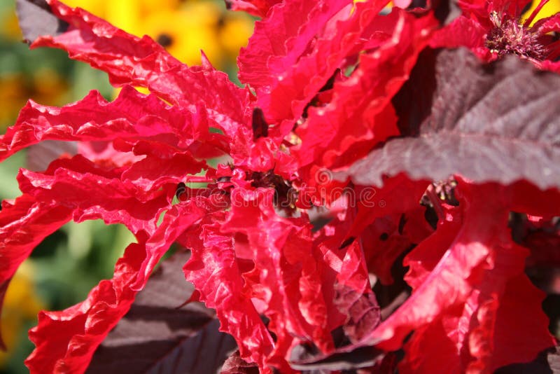 Red plant in the sun stock photo. Image of colorful - 137435162