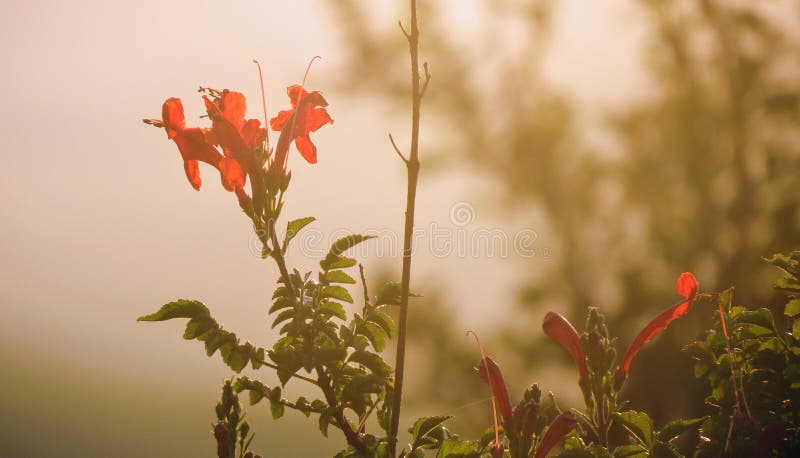 A Red Plant in Sunrise the Most Beautiful Thing Ever Stock Image ...