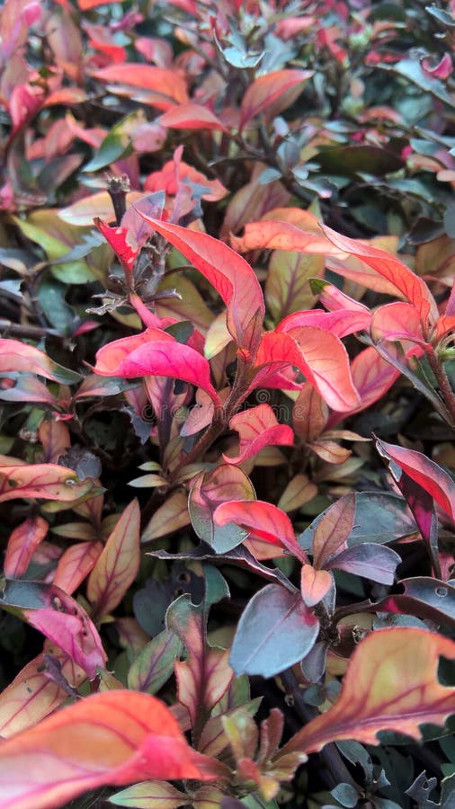 Red plants stock image. Image of details, beautiful, flower - 93056571