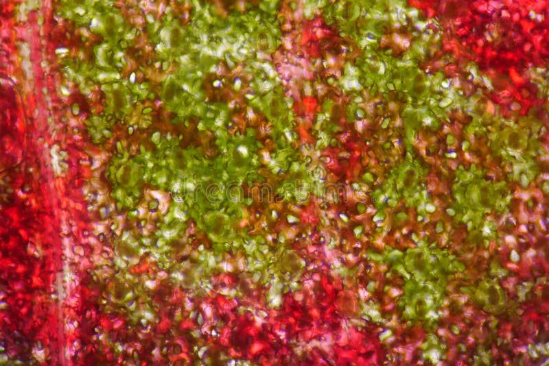 Red plants cell texture stock photo. Image of cells - 306131448