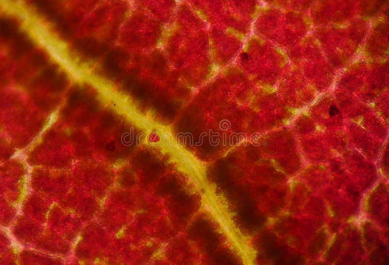 Red plants cell texture stock photo. Image of green - 306131470