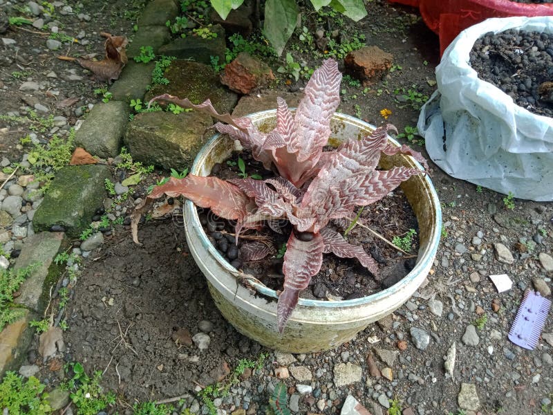 Red Plants in a Garden with Unique Leaf Textures. Stock Photo - Image ...