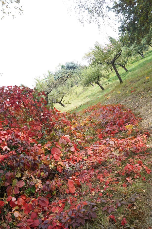 Red plants stock photo. Image of plants, green, tree - 144957610